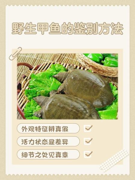 细甲鱼多少钱一斤_细甲鱼价格为什么差异大-第3张图片-山城妙识 细甲鱼多少钱一斤_细甲鱼价格为什么差异大-第3张图片-山城妙识