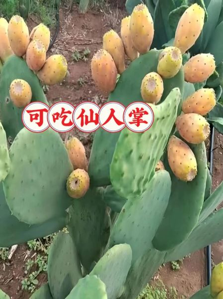 仙人掌能抗肿瘤吗_仙人掌抗肿瘤的吃法-第2张图片-山城妙识 仙人掌能抗肿瘤吗_仙人掌抗肿瘤的吃法-第2张图片-山城妙识