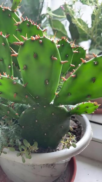 仙人掌能抗肿瘤吗_仙人掌抗肿瘤的吃法-第3张图片-山城妙识 仙人掌能抗肿瘤吗_仙人掌抗肿瘤的吃法-第3张图片-山城妙识