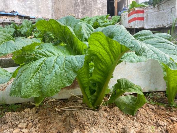 芥菜长什么样_芥菜图片与实物区别-第1张图片-山城妙识 芥菜长什么样_芥菜图片与实物区别-第1张图片-山城妙识