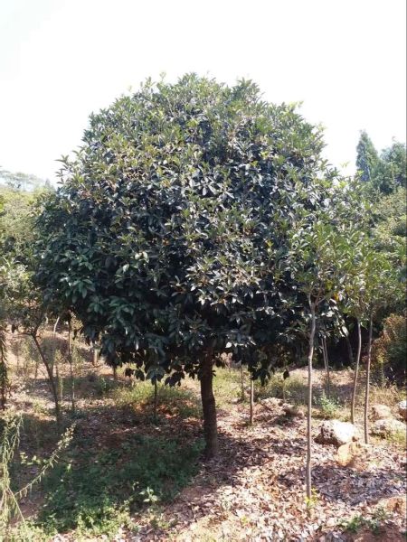 桂花树价格是多少_桂花树多少钱一棵-第1张图片-山城妙识