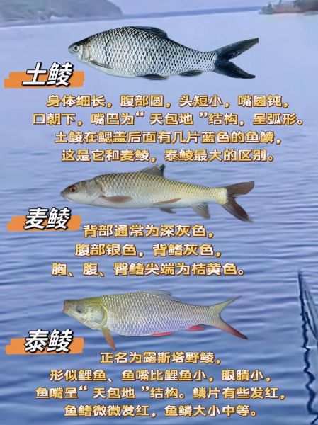 2021鲮鱼价格多少钱一斤_鲮鱼行情为何波动大-第3张图片-山城妙识 2021鲮鱼价格多少钱一斤_鲮鱼行情为何波动大-第3张图片-山城妙识