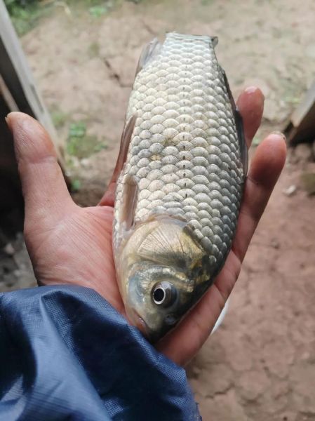 鲫鱼图片怎么拍好看_鲫鱼高清图鉴-第2张图片-山城妙识