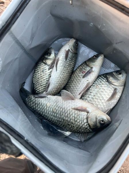 鲫鱼图片怎么拍好看_鲫鱼高清图鉴-第1张图片-山城妙识