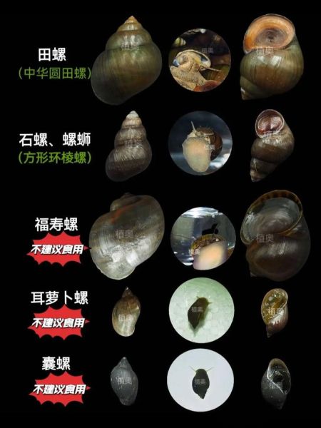 螺类大全_常见淡水螺有哪些-第1张图片-山城妙识