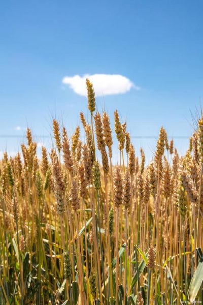 蚂蚁庄园怎么种麦子_蚂蚁庄园麦子种植技巧-第2张图片-山城妙识