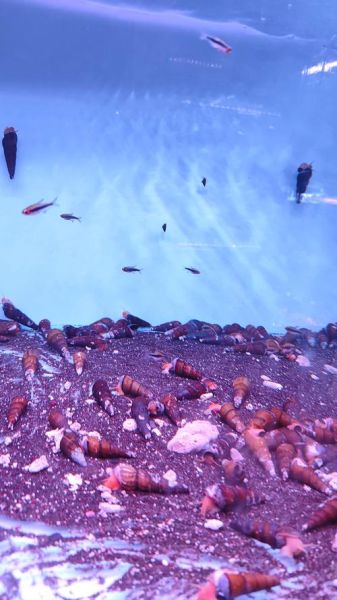 螺类大全_常见淡水螺有哪些-第2张图片-山城妙识