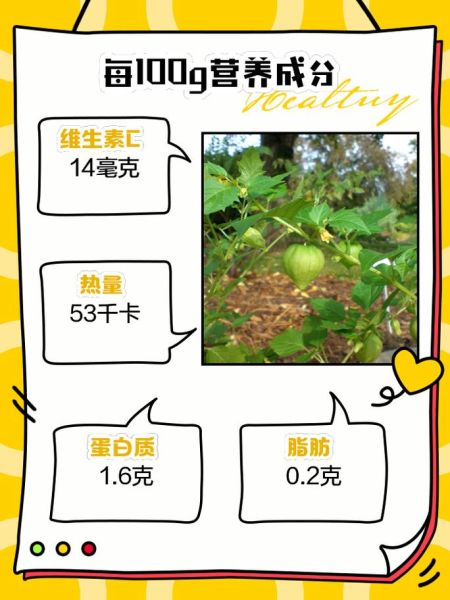 姑娘果热量是多少_减肥能吃吗-第1张图片-山城妙识