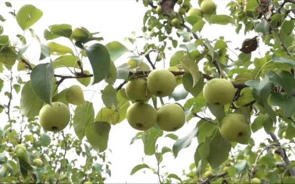 京白梨哪里最正宗_正宗京白梨产地在哪里-第2张图片-山城妙识