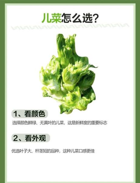 抱儿菜的功效与作用_抱儿菜怎么吃最营养-第1张图片-山城妙识