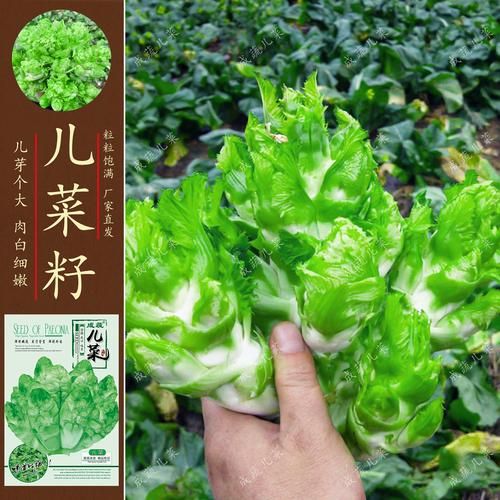 抱儿菜的功效与作用_抱儿菜怎么吃最营养-第3张图片-山城妙识