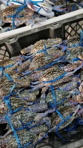 舟山梭子蟹多少钱一斤_2024最新行情-第3张图片-山城妙识 舟山梭子蟹多少钱一斤_2024最新行情-第3张图片-山城妙识