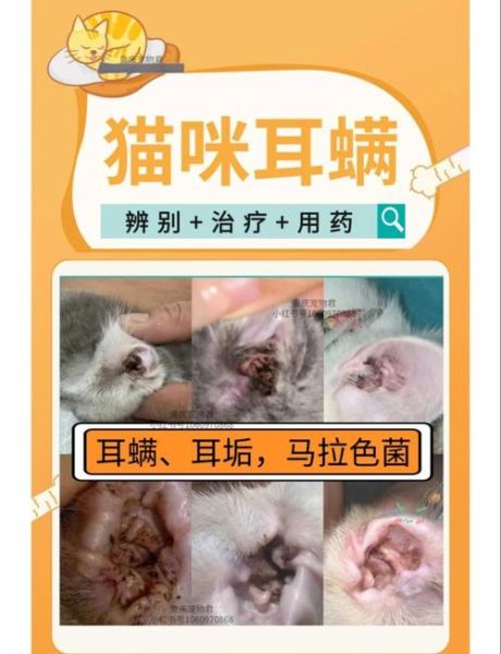 猫咪耳屎和耳螨的区别_怎么判断-第3张图片-山城妙识