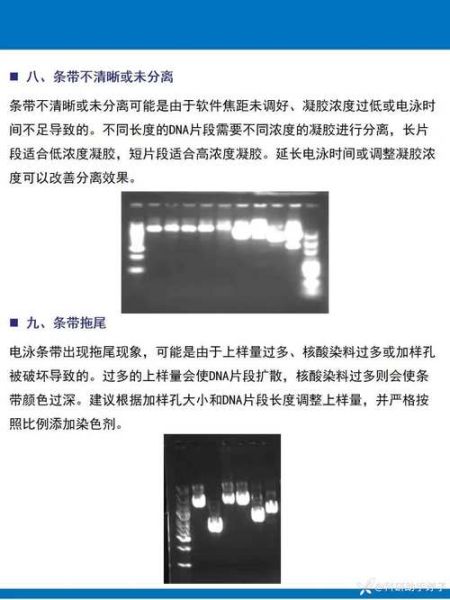 琼脂糖凝胶电泳结果图怎么看_条带模糊原因-第2张图片-山城妙识 琼脂糖凝胶电泳结果图怎么看_条带模糊原因-第2张图片-山城妙识