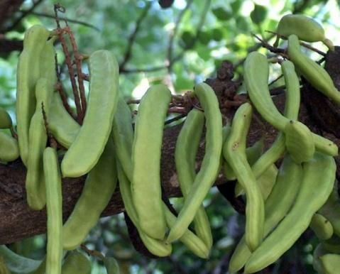 刀豆作品百度云_刀豆小说全集下载-第2张图片-山城妙识