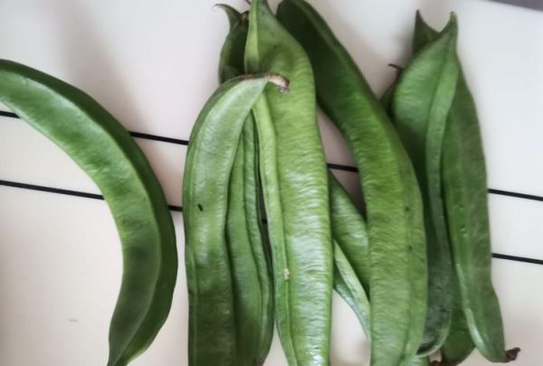 刀豆作品百度云_刀豆小说全集下载-第3张图片-山城妙识