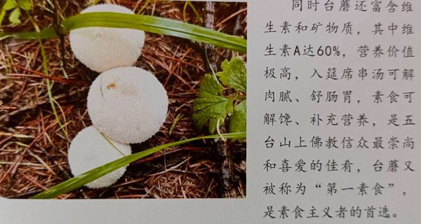 台蘑菇多少钱一斤_台蘑菇价格行情-第1张图片-山城妙识