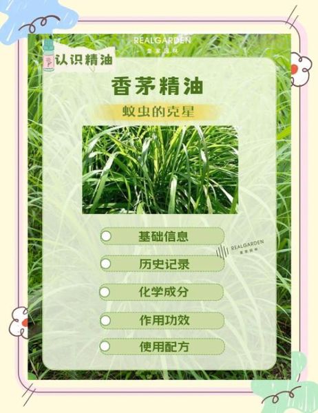香茅驱蚊有用吗_香茅精油能驱哪些蚊虫-第2张图片-山城妙识