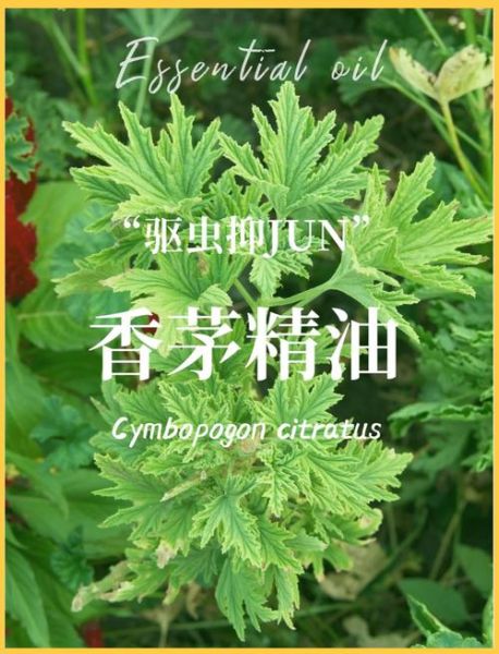 香茅驱蚊有用吗_香茅精油能驱哪些蚊虫-第1张图片-山城妙识