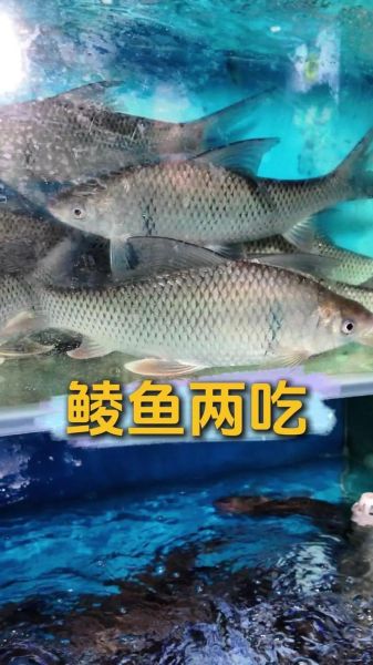 鲮鱼的功效与作用_鲮鱼的禁忌人群-第3张图片-山城妙识