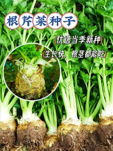 根芹菜和芹菜的区别_哪个更好吃-第3张图片-山城妙识