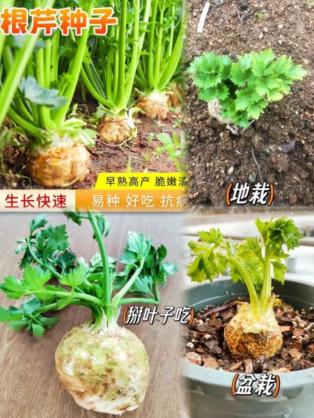 根芹菜和芹菜的区别_哪个更好吃-第2张图片-山城妙识