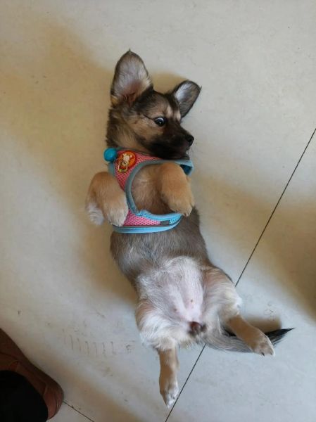 狗宝是什么东西_狗宝有什么功效与作用-第3张图片-山城妙识