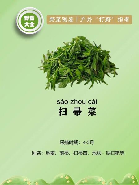 扫帚菜怎么吃_扫帚菜的功效与作用-第2张图片-山城妙识 扫帚菜怎么吃_扫帚菜的功效与作用-第2张图片-山城妙识