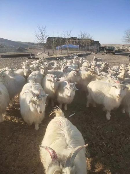 羊图片怎么拍好看_羊图片拍摄技巧-第2张图片-山城妙识