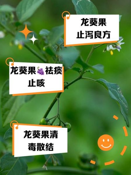 龙葵果怎么吃_龙葵果的正确吃法-第2张图片-山城妙识