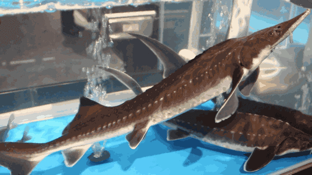 中华鲟哪个部位不能吃_中华鲟有毒部位-第1张图片-山城妙识