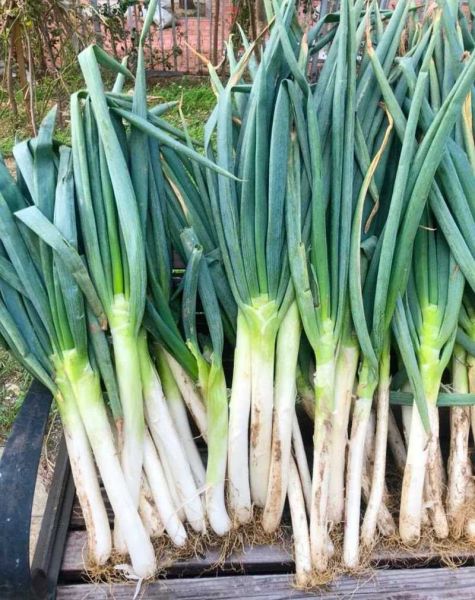 葱白是什么颜色_葱白颜色怎么形容-第2张图片-山城妙识