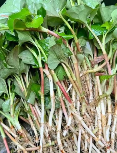 鱼腥草图片长什么样_鱼腥草有什么药用价值-第1张图片-山城妙识 鱼腥草图片长什么样_鱼腥草有什么药用价值-第1张图片-山城妙识