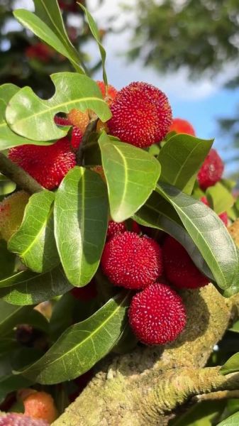 哪些水果最好吃_好吃的水果图片怎么拍-第2张图片-山城妙识 哪些水果最好吃_好吃的水果图片怎么拍-第2张图片-山城妙识