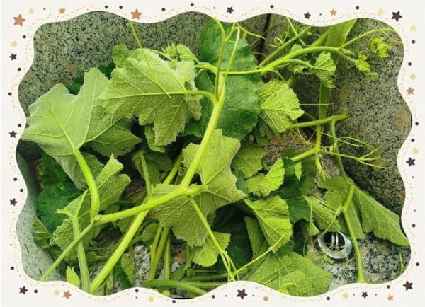 南瓜叶怎么清洗_南瓜叶去绒毛方法-第1张图片-山城妙识 南瓜叶怎么清洗_南瓜叶去绒毛方法-第1张图片-山城妙识