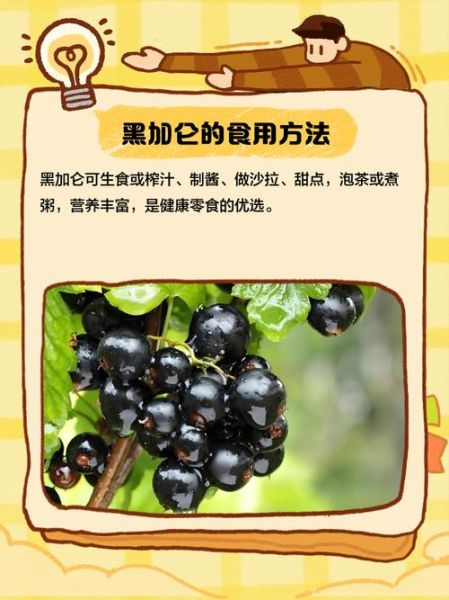 黑加仑图片_黑加仑和葡萄的区别-第3张图片-山城妙识