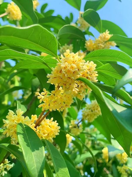 桂花图片大全_如何挑选高清桂花照片-第1张图片-山城妙识