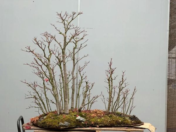 鸡爪槭怎么养_鸡爪槭盆景修剪技巧-第1张图片-山城妙识