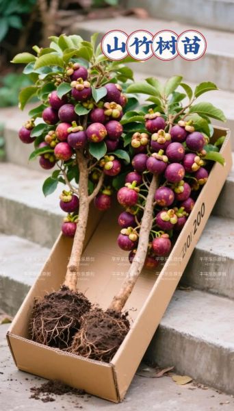 热带水果皇后是什么_热带水果皇后有哪些品种-第3张图片-山城妙识 热带水果皇后是什么_热带水果皇后有哪些品种-第3张图片-山城妙识