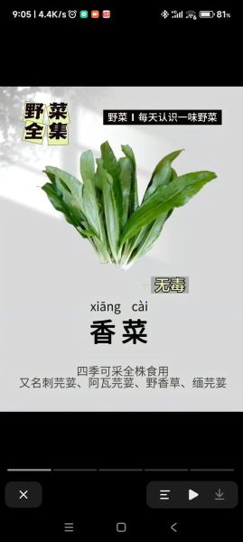 香菜学名是什么_香菜学名和日常叫法区别-第1张图片-山城妙识 香菜学名是什么_香菜学名和日常叫法区别-第1张图片-山城妙识
