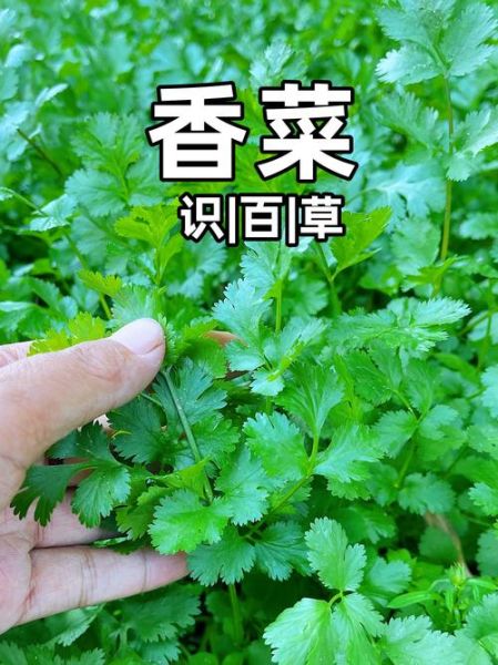 香菜学名是什么_香菜学名和日常叫法区别-第2张图片-山城妙识 香菜学名是什么_香菜学名和日常叫法区别-第2张图片-山城妙识