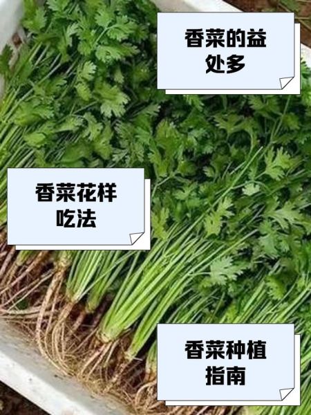 香菜学名是什么_香菜学名和日常叫法区别-第3张图片-山城妙识 香菜学名是什么_香菜学名和日常叫法区别-第3张图片-山城妙识
