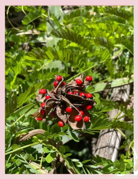 鸡骨草什么人不能吃_鸡骨草禁忌有哪些-第3张图片-山城妙识