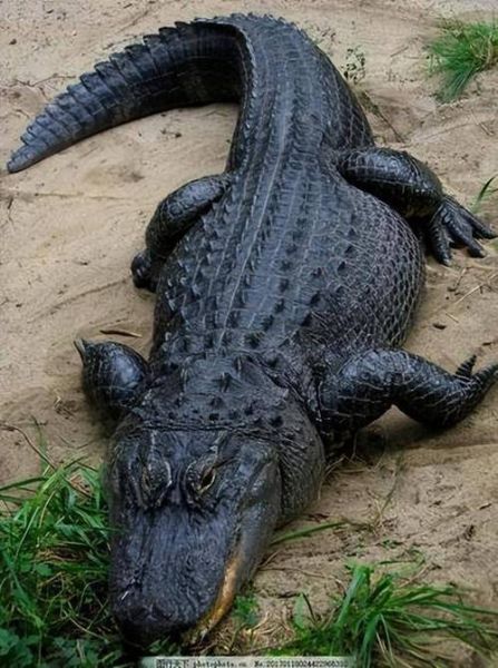 鳄鱼的眼泪是什么意思_鳄鱼的眼泪是真的吗-第3张图片-山城妙识