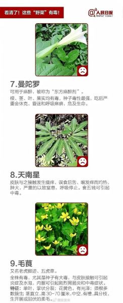 哪些野菜可以吃_如何辨别有毒野菜-第1张图片-山城妙识