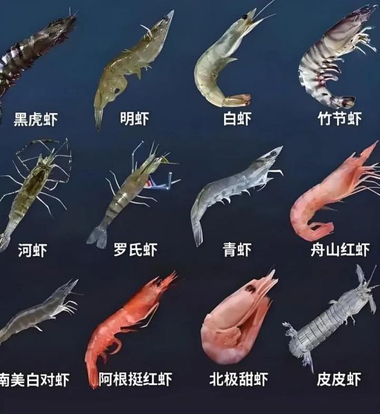 沼虾是什么虾_沼虾和基围虾区别-第1张图片-山城妙识