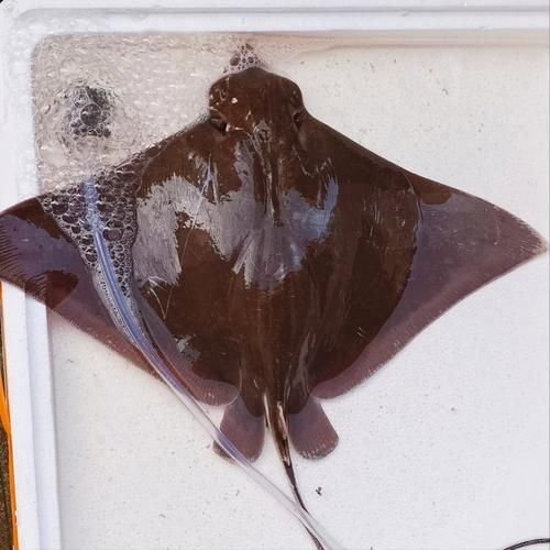 魔鬼鱼为什么叫魔鬼鱼_魔鬼鱼名字的由来-第1张图片-山城妙识