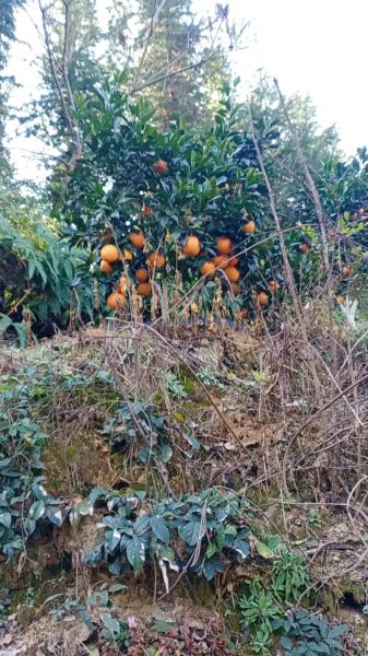 血橙和普通橙子的区别_血橙为什么果肉是红色的-第2张图片-山城妙识