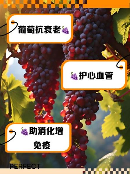葡萄的功效与作用及禁忌_哪些人不能吃葡萄-第2张图片-山城妙识