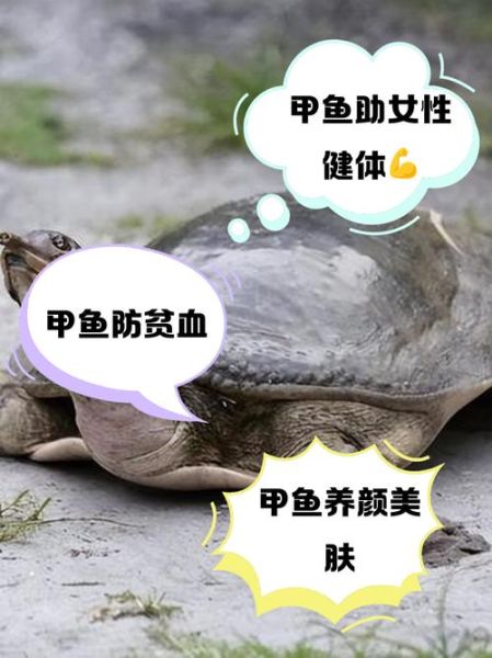 女人吃甲鱼有什么好处_女人吃甲鱼能补气血吗-第2张图片-山城妙识